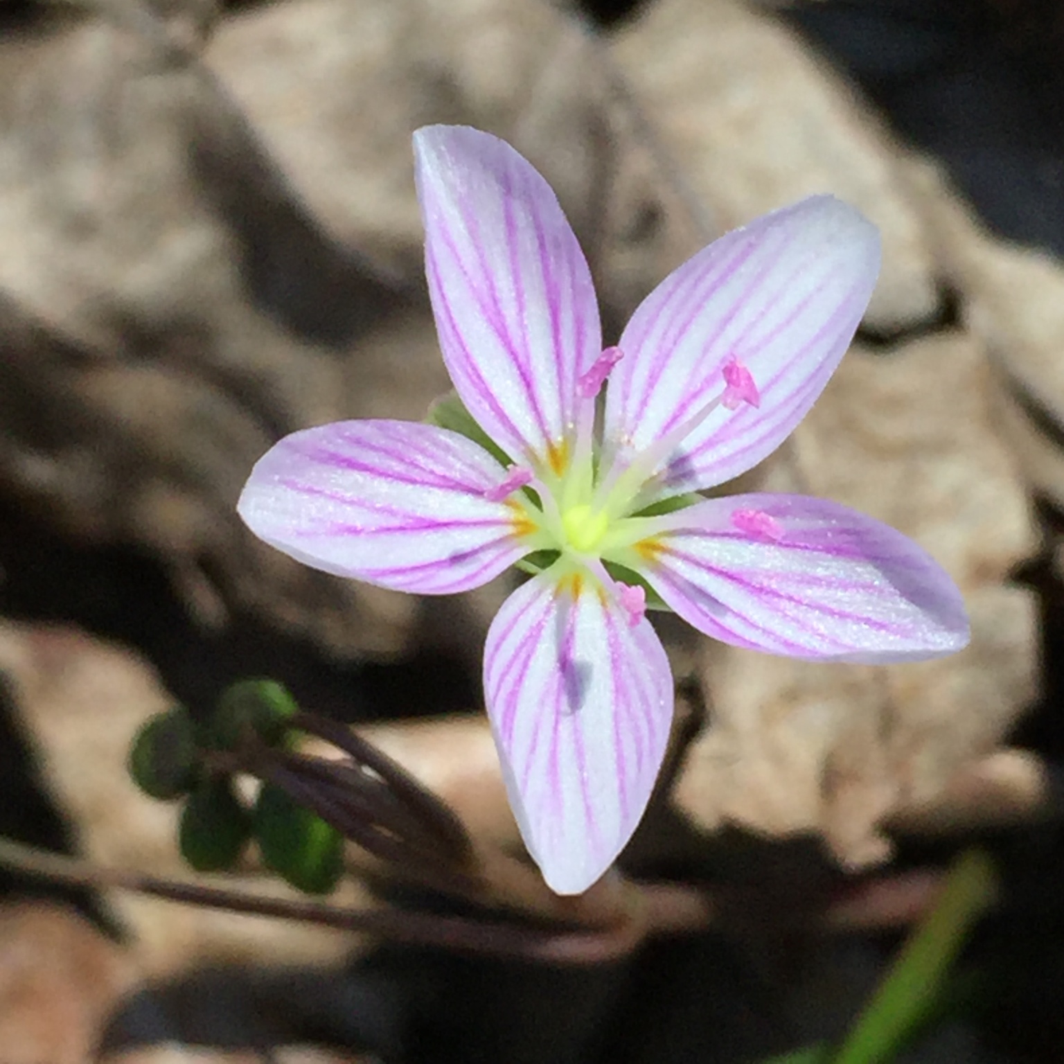Spring Wildflowers - Western Pennsylvania Conservancy