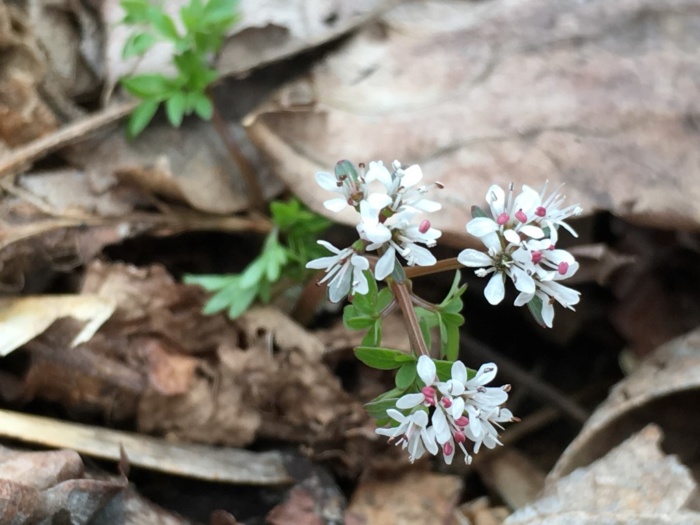 Spring Wildflowers - Western Pennsylvania Conservancy