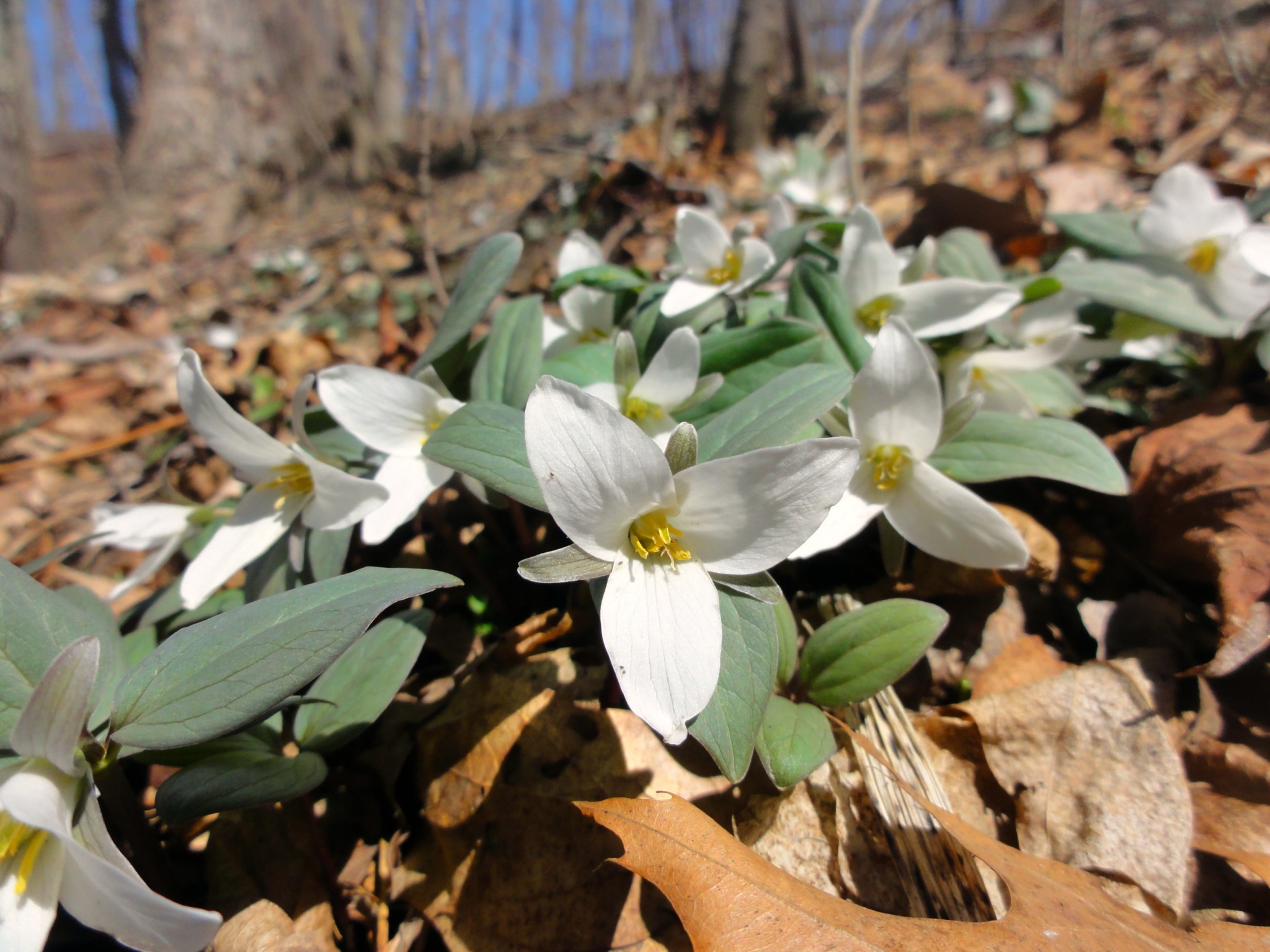 Spring Wildflowers - Western Pennsylvania Conservancy