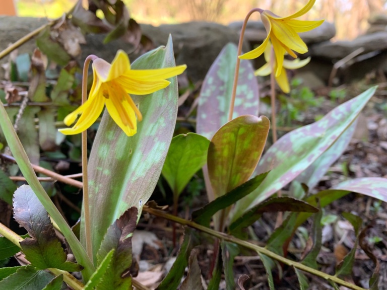 Spring Wildflowers - Western Pennsylvania Conservancy