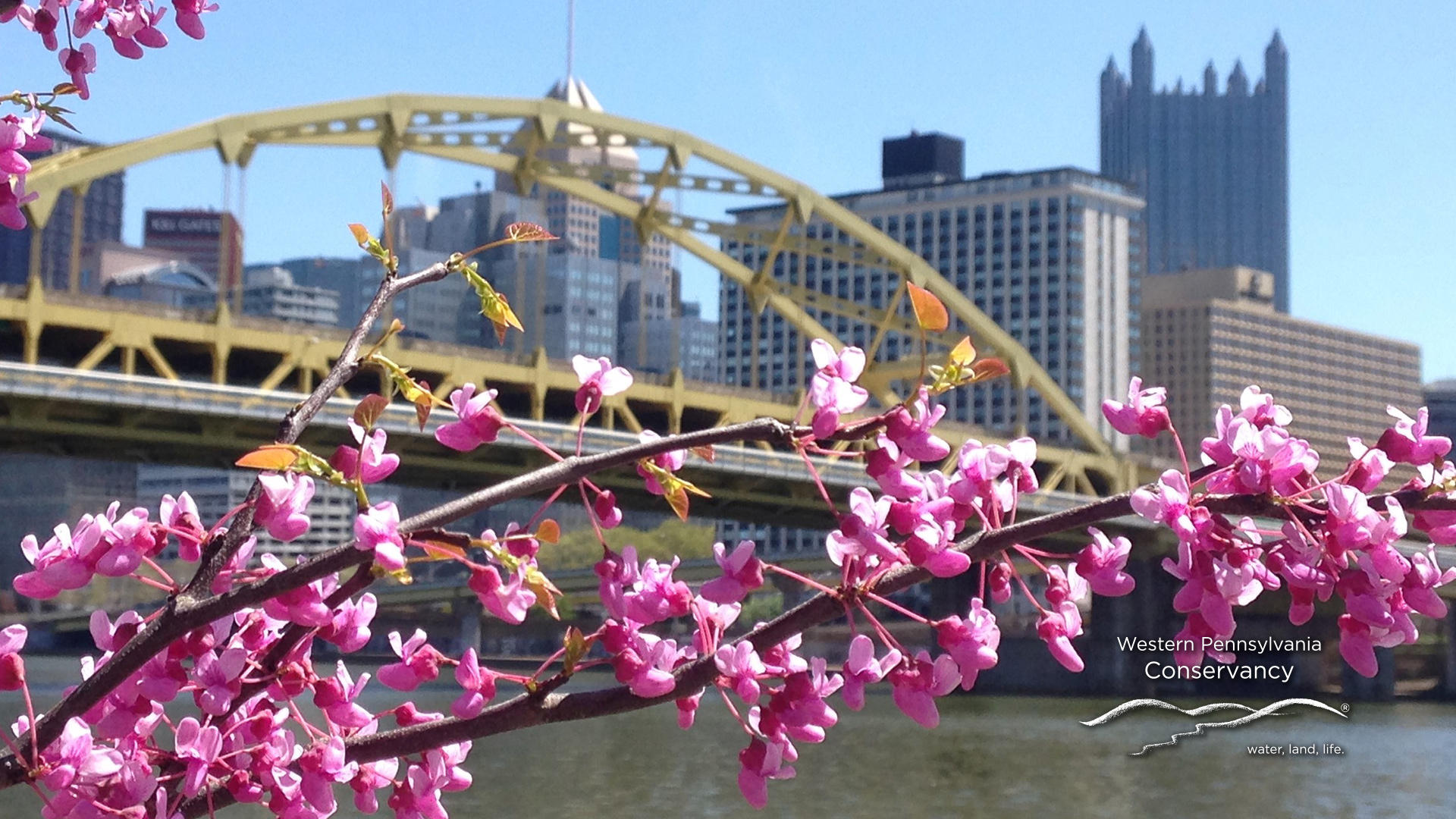 Virtual Backgrounds - Western Pennsylvania Conservancy