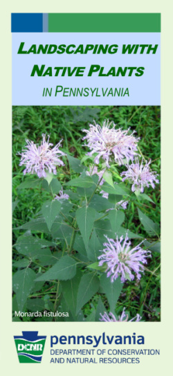 Japanese Spiraea - Western Pennsylvania Conservancy