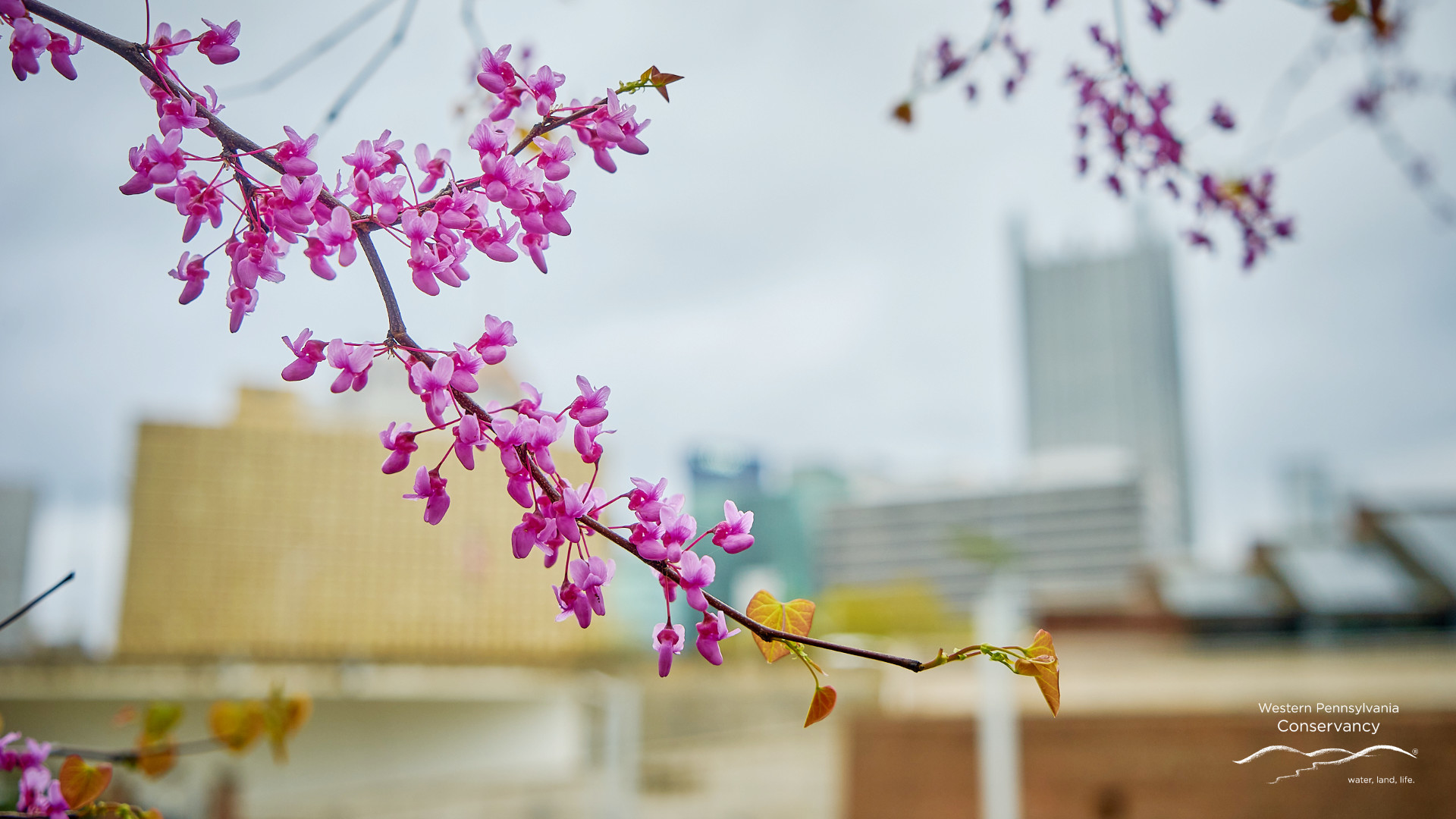 Redbuds - Western Pennsylvania Conservancy
