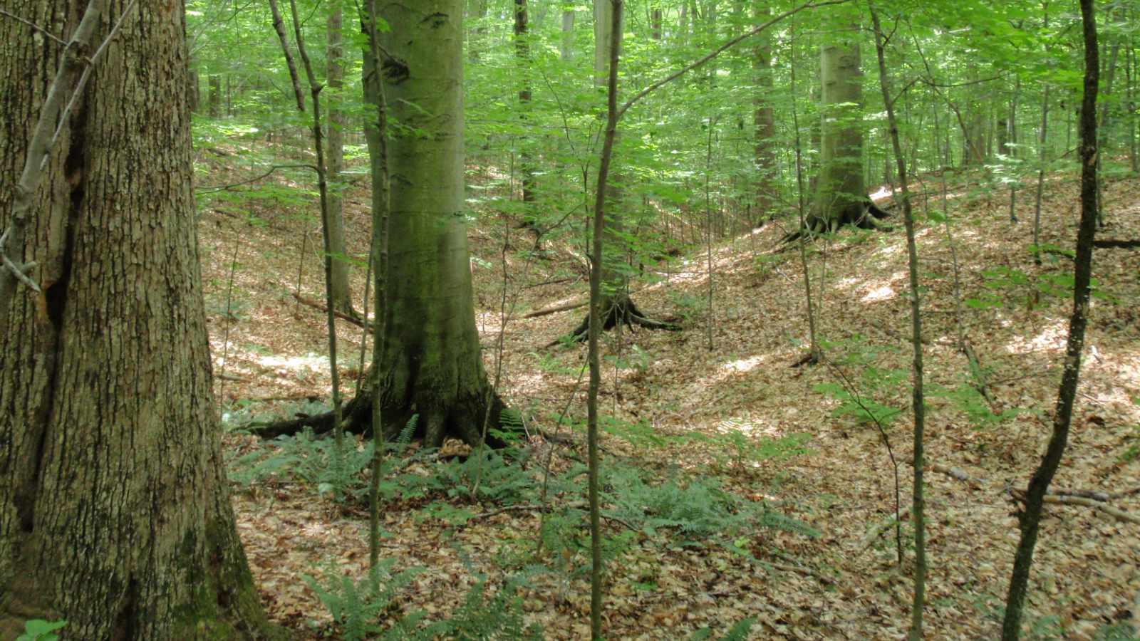 Tryon-Weber Woods - Western Pennsylvania Conservancy