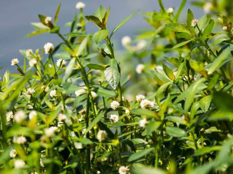 Invader Watch List - Western Pennsylvania Conservancy