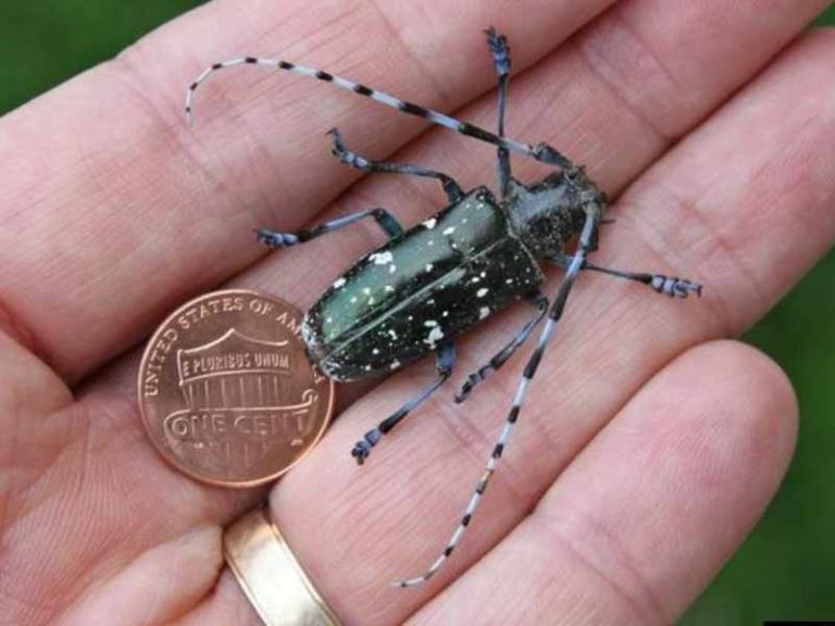 Invader Watch List - Western Pennsylvania Conservancy