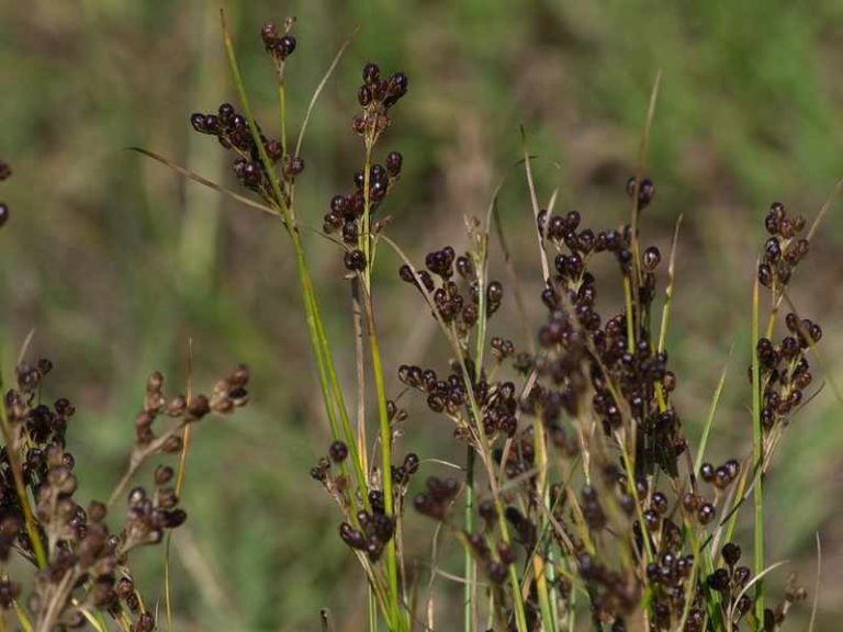Invader Watch List - Western Pennsylvania Conservancy