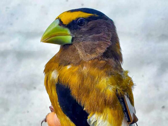 Evening Grosbeak - Species at Risk in Pennsylvania