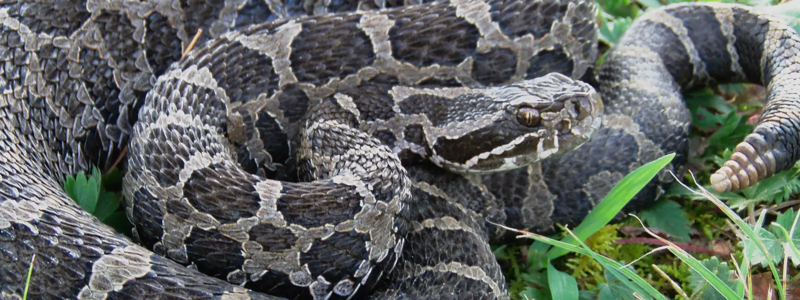 Help Conserve the Eastern Massasauga Rattlesnake in Pennsylvania ...