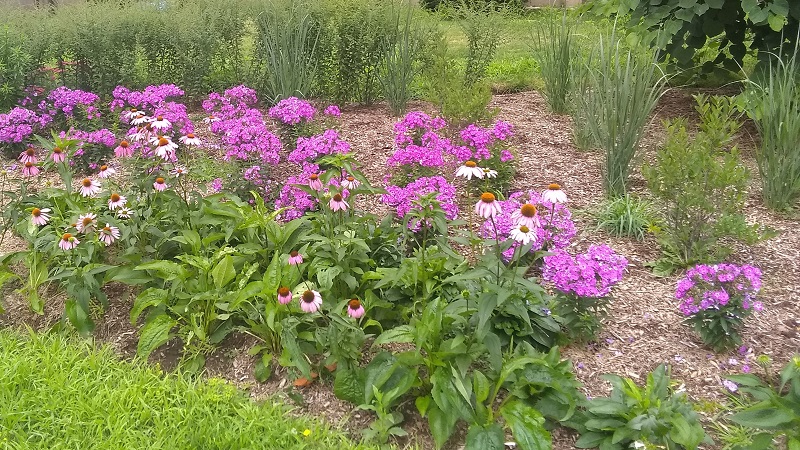 Perennial Planting - Western Pennsylvania Conservancy