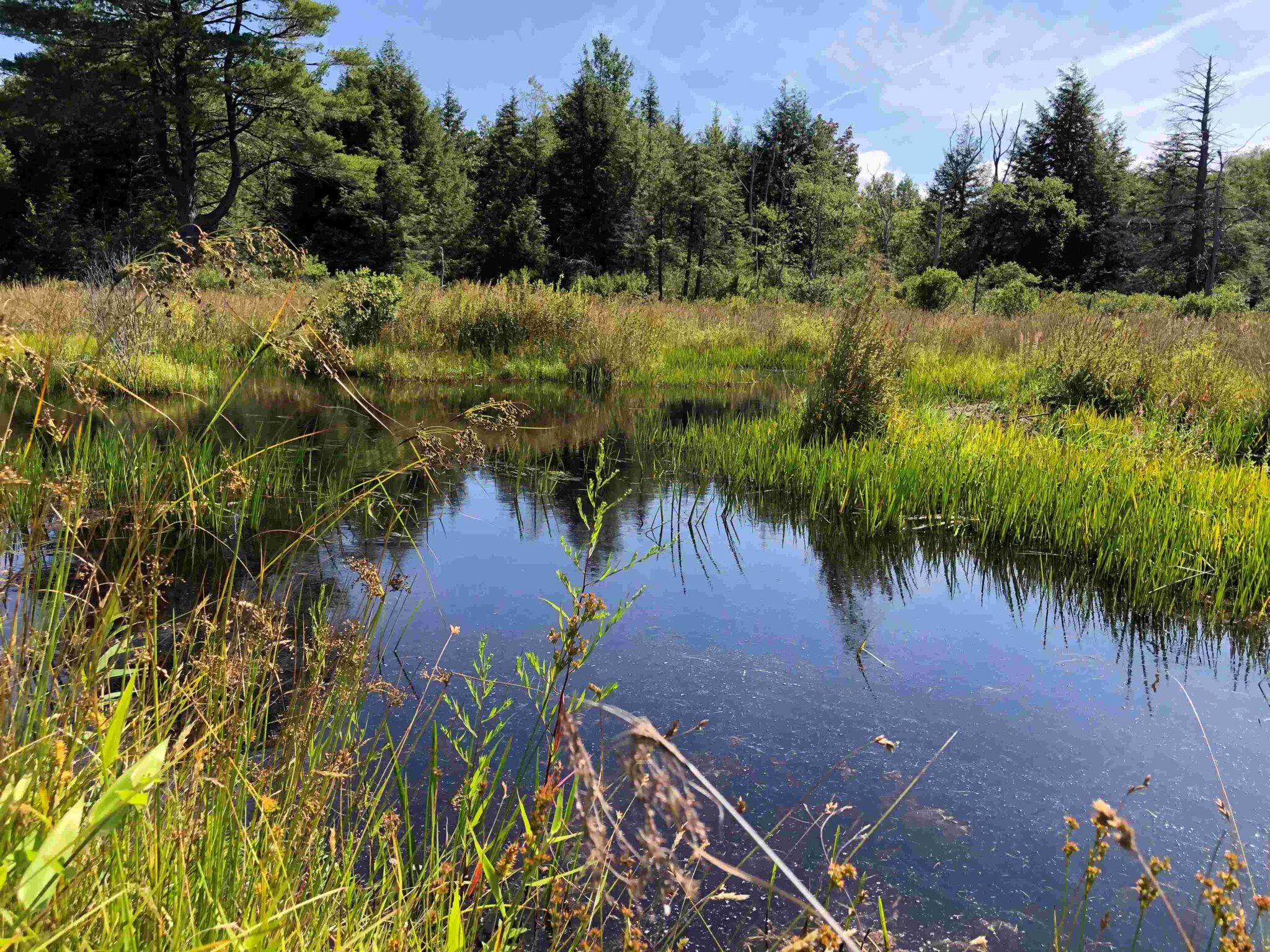 WPC Protects 460 Acres to Safeguard Forestland, Creates New Nature ...